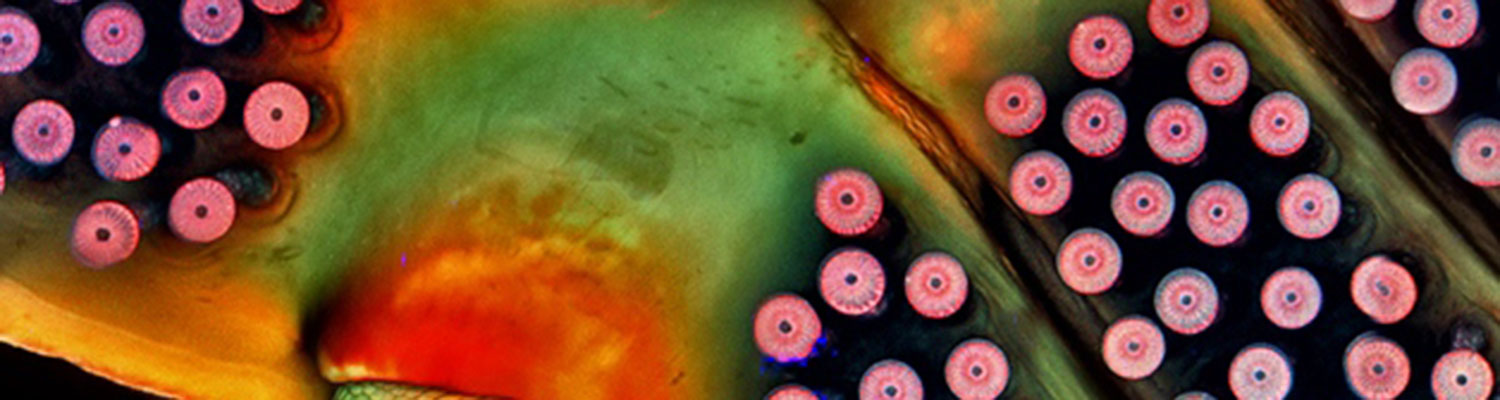 2016: The year in science