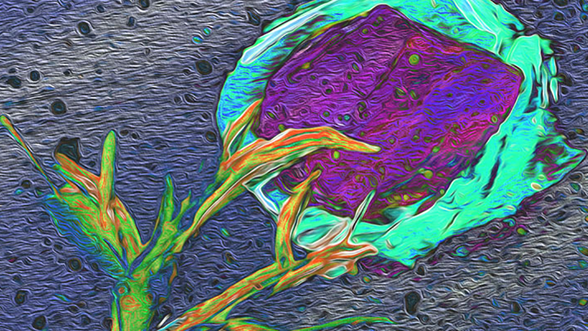 Focus on neuroimmune communication