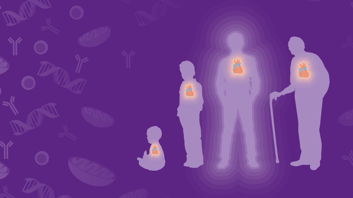 Cardiovascular ageing