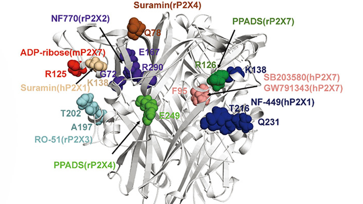 Ion Channels