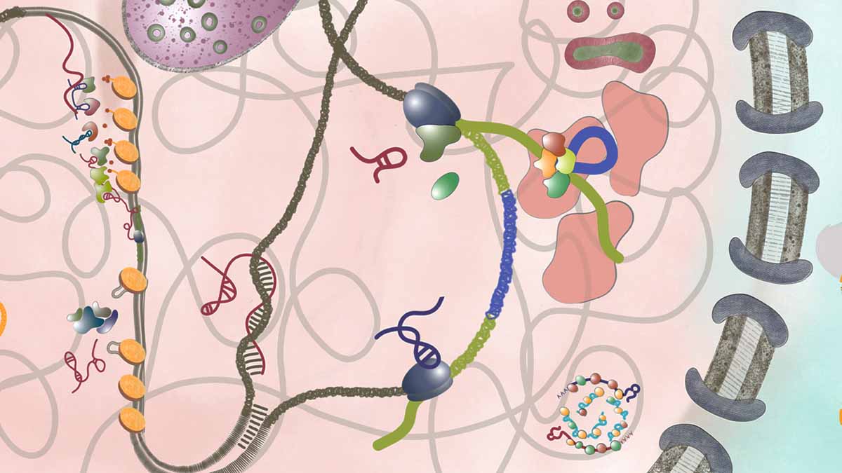 Focus on regulatory RNAs