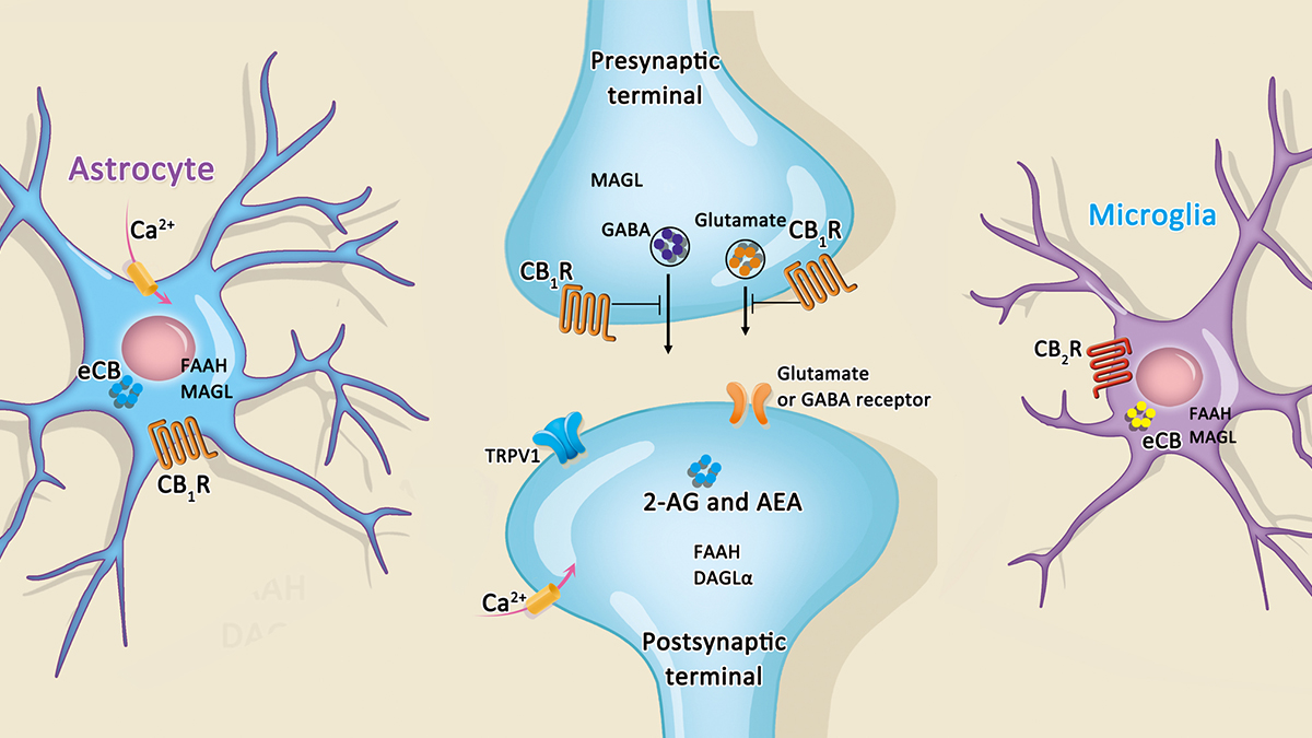 Cannabis Cannabinoid Receptors And Endocannabinoid System